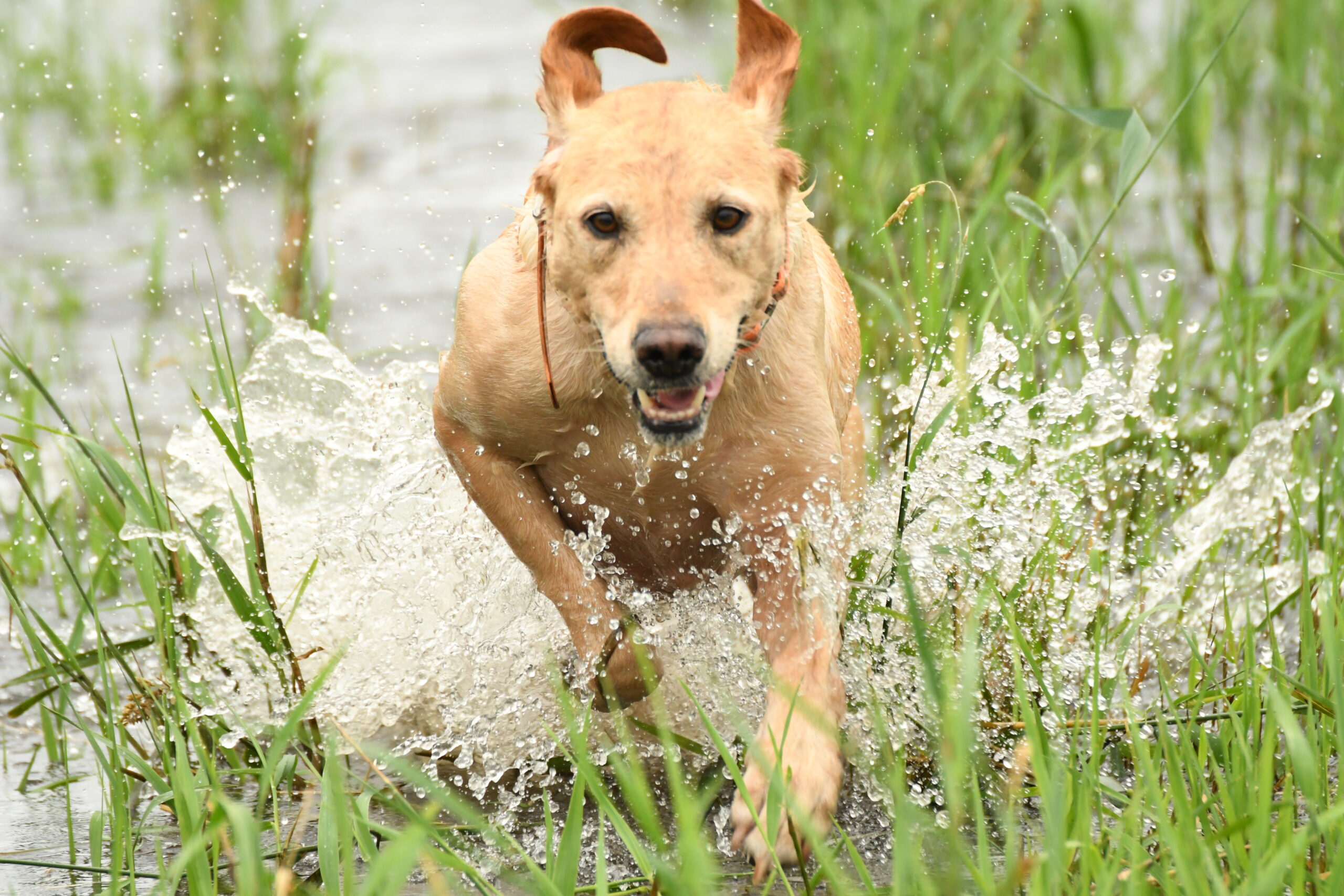 Old Oak Retrievers | Champion British Labradors & Golden Retrievers